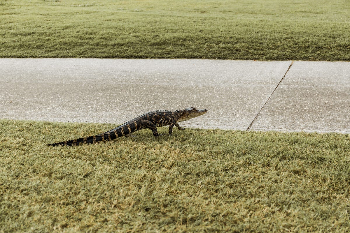 Florida man steals alligator from the golf course, tries ‘teaching it a ...