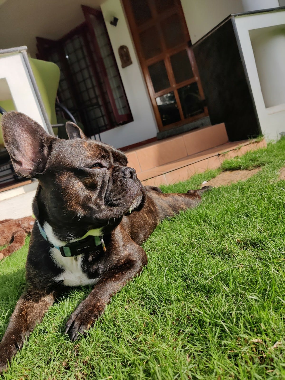 Why the Frenchie?. Growing up, we had a boxer as a pet… | by Pooja ...