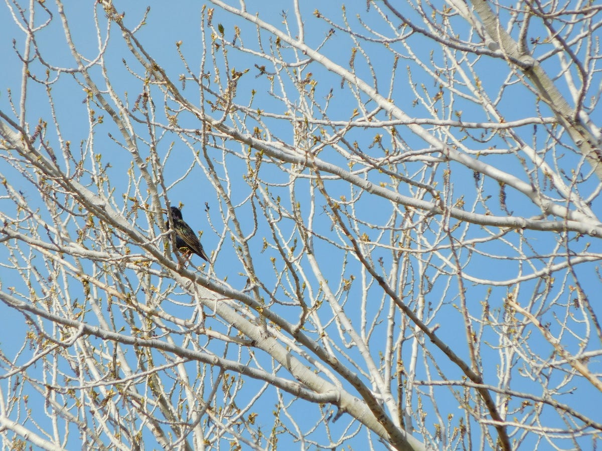 Just a Few Birds, Sitting in a Tree | by Kim Clawson | Gardening ...