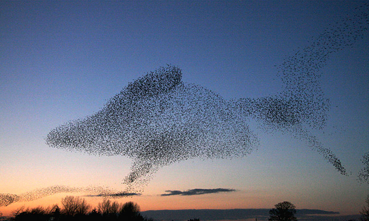 The seventh starling (Murmuration) | by 𝐆𝐫𝐫𝐥𝐒𝐜𝐢𝐞𝐧𝐭𝐢𝐬𝐭, scientist ...