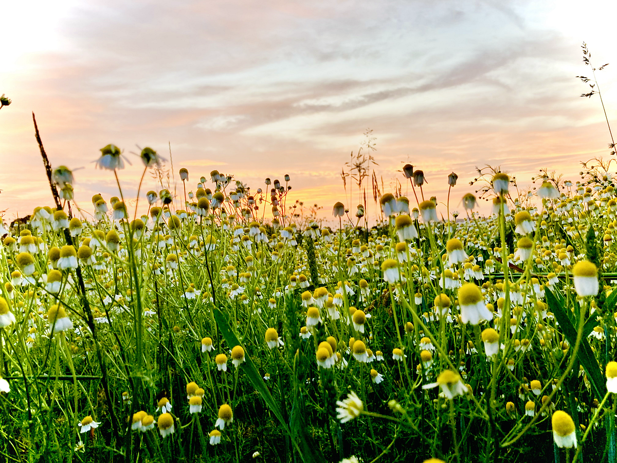 Seeing the World at Daisy-Level - The Daily Cuppa - Medium