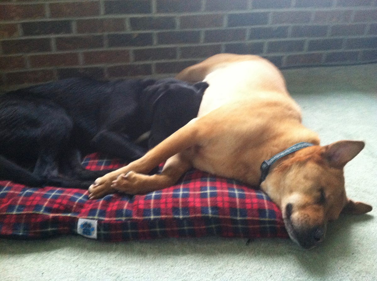 Finnegan, Dog Equals God and the Art of Letting Go | by emma poe | Medium