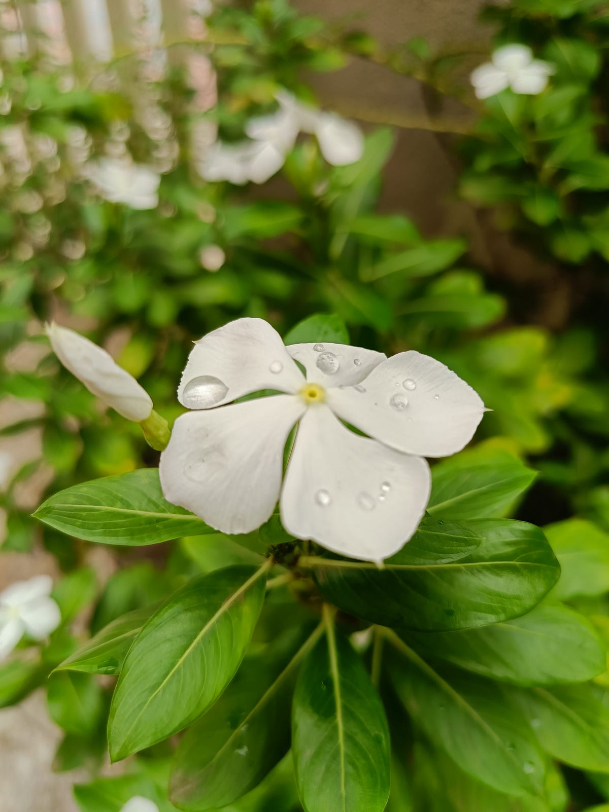 Drops of Joy. A Soft Start | by Shrushti Mehta | Beyond Lines | Sep, 2025 | Medium