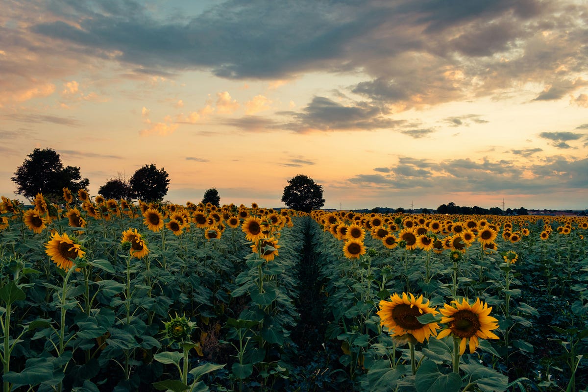 Building Leaf & Bloom: Our Journey from Idea to 10/10 | by AlMonther ...