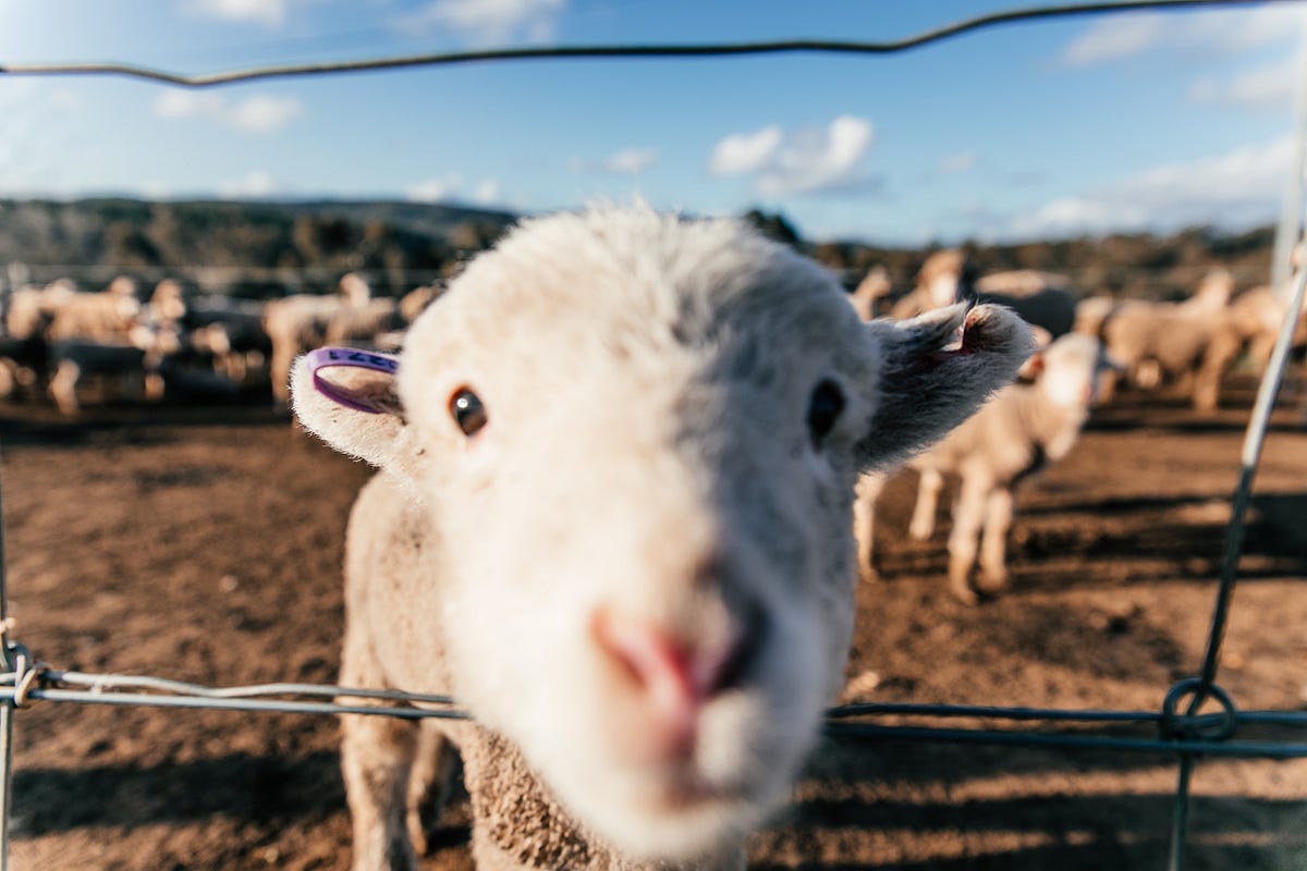 Republicans Hate Being “Sheep” So Much That They’ll Lie About Being ...