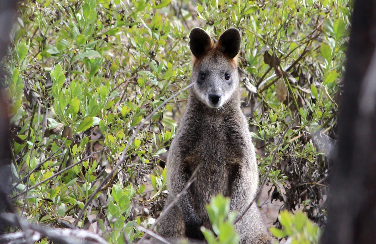 Two viewpoints of an intense Wallaby encounter | by Janine Duffy ...