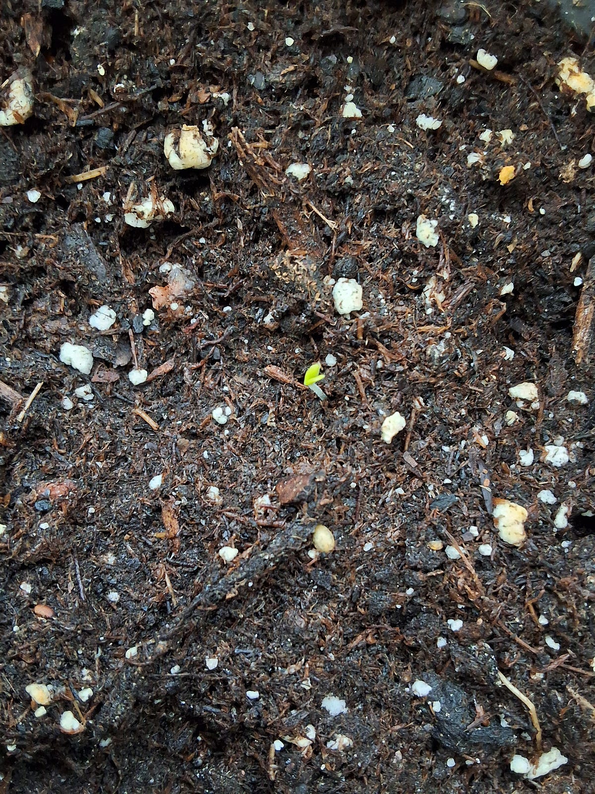 Seeds: Starting Small. What’s in your garden? | by Amor Fati | Mar ...