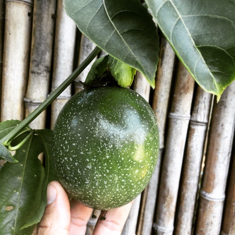 Words Have Meaning (Burgeon). an almost daily, etymologically… | by ...