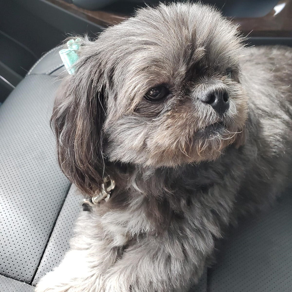 Yes, We Have A Bi-Polar Dog.. 5 Life Lessons And How I Have Grown By ...