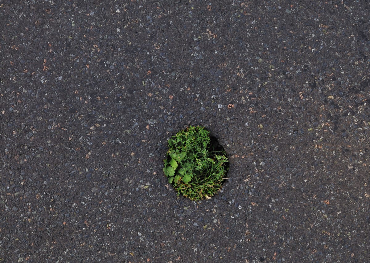Feeling optimistic because of the miracle of nature | by Lea Loesch ...