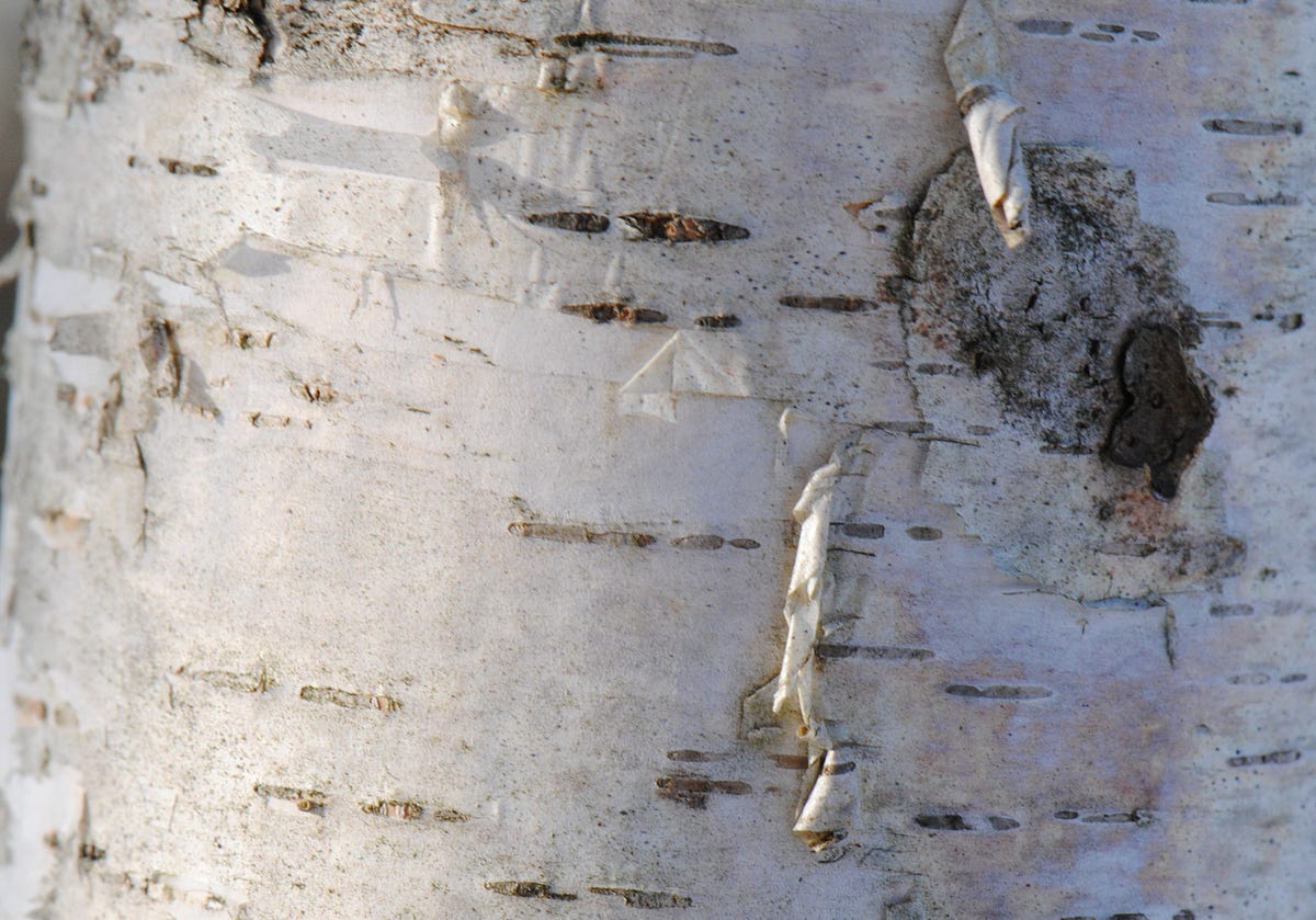 Tree Bark: The Beauty and Importance of Nature’s Skin | by Elaine ...