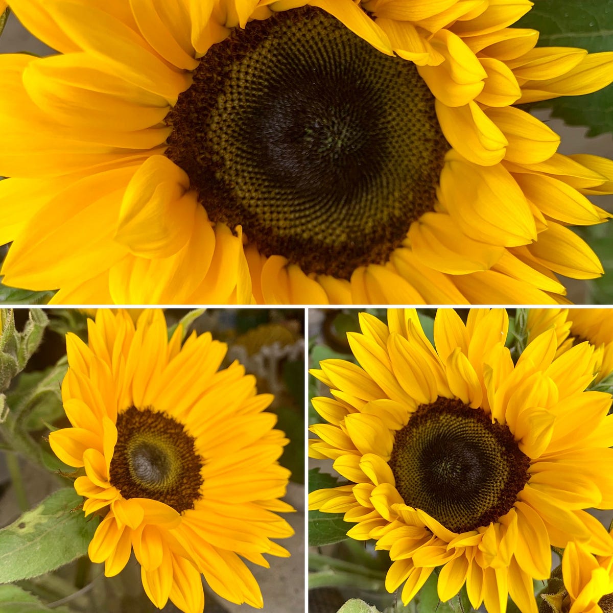 Are you real or fake ?. Sunflowers are a symbol of strength and… | by ...