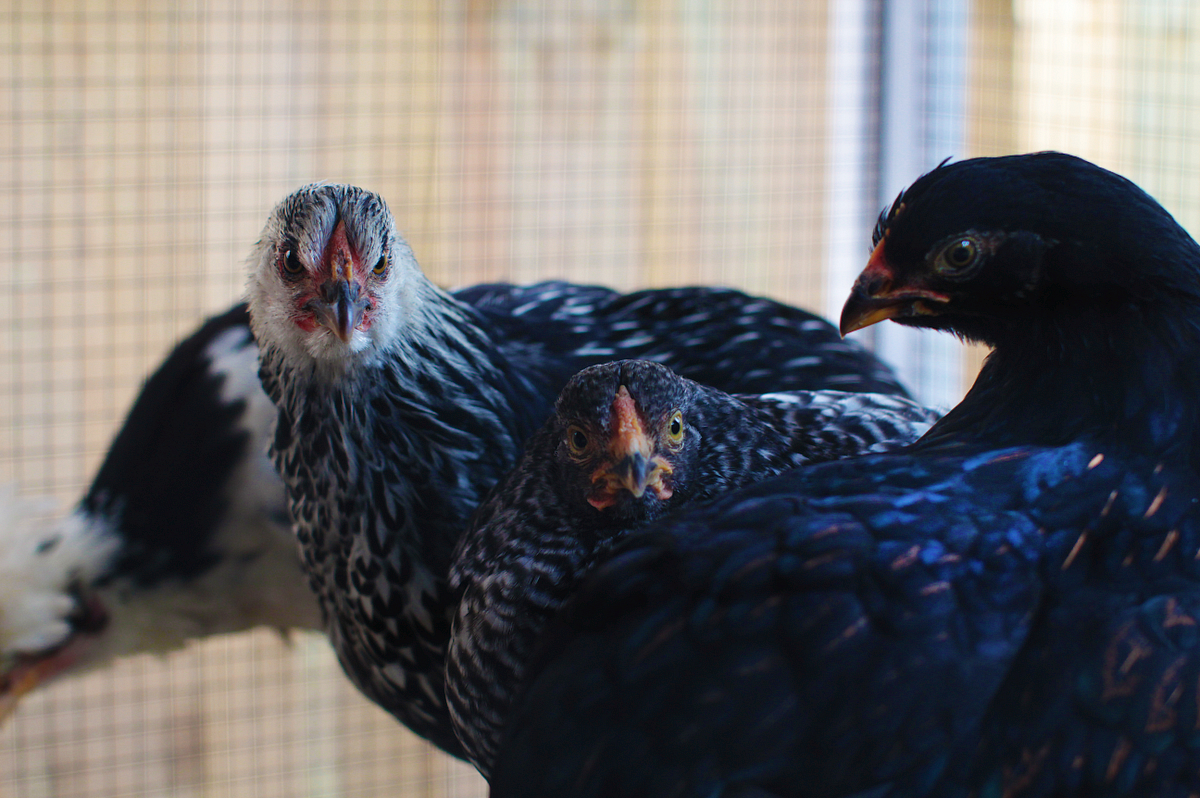 Magic You Cannot Understand. My boy’s chicken died today | by Jasøn ...
