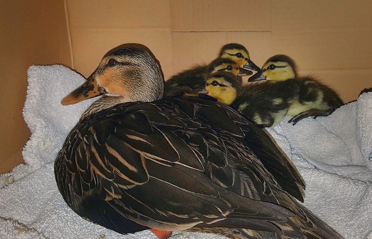 Mother duck and 5 ducklings admitted together | by Conservancy of SWFL ...