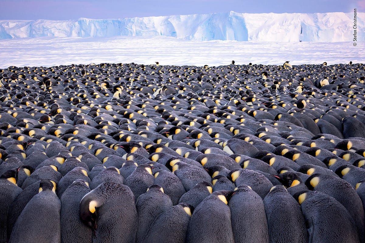 The Fascinating Complexity of Penguin Cooperation | by Mark R ...