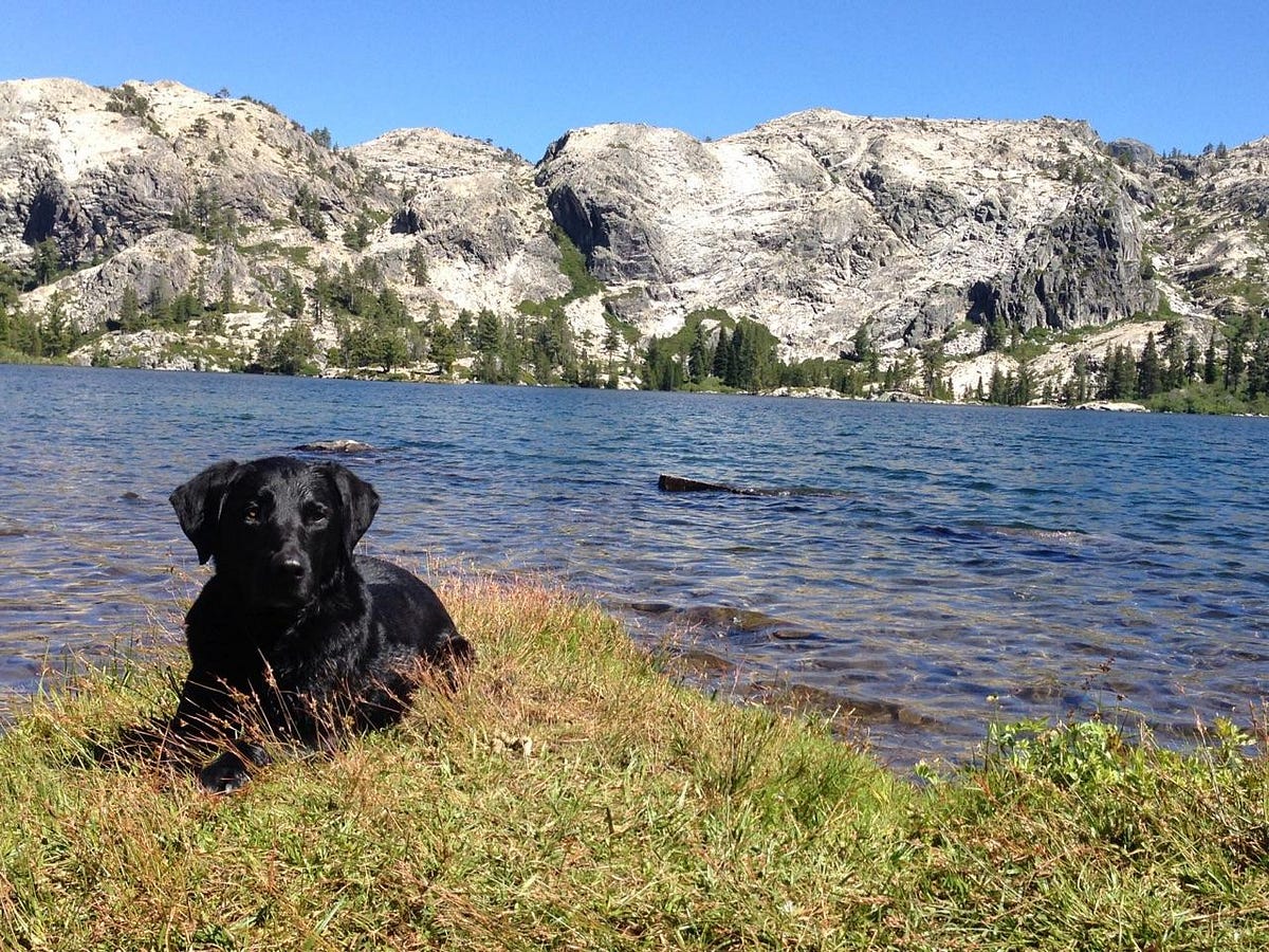 Lessons from Nell, Our Office Dog | by Anthea Stratigos | Outsell, Inc.