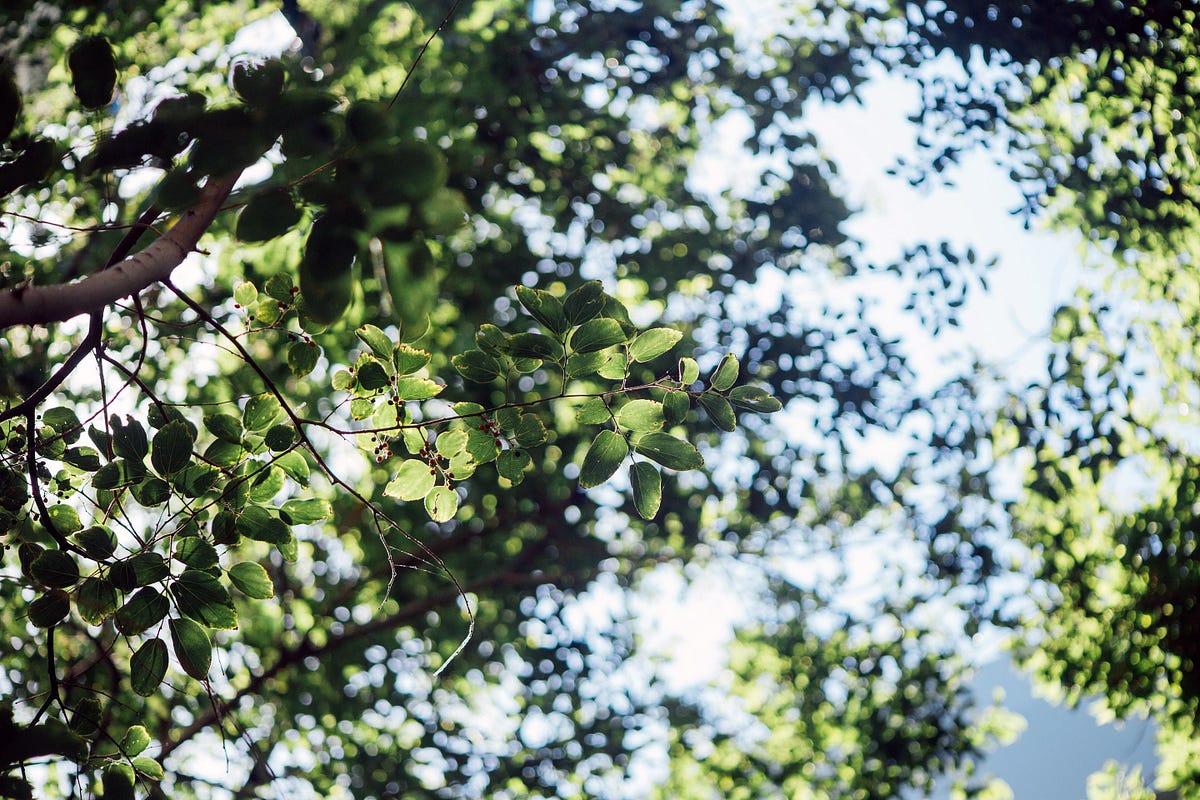 Can Trees Serve as Sound Barriers for Traffic Noise? | by Lianne Nguyen ...