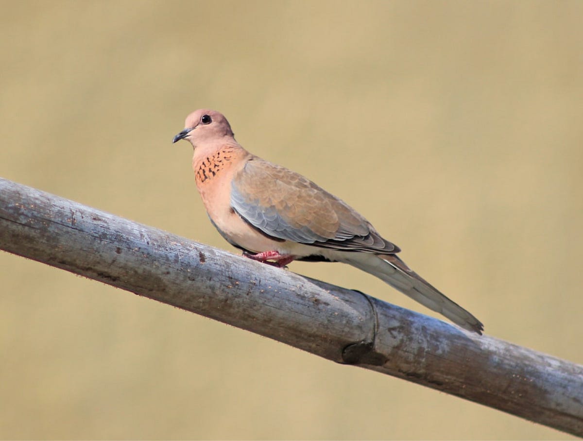 Just like a Laughing Dove. Love beautifies us. | by Maureen Torkula ...