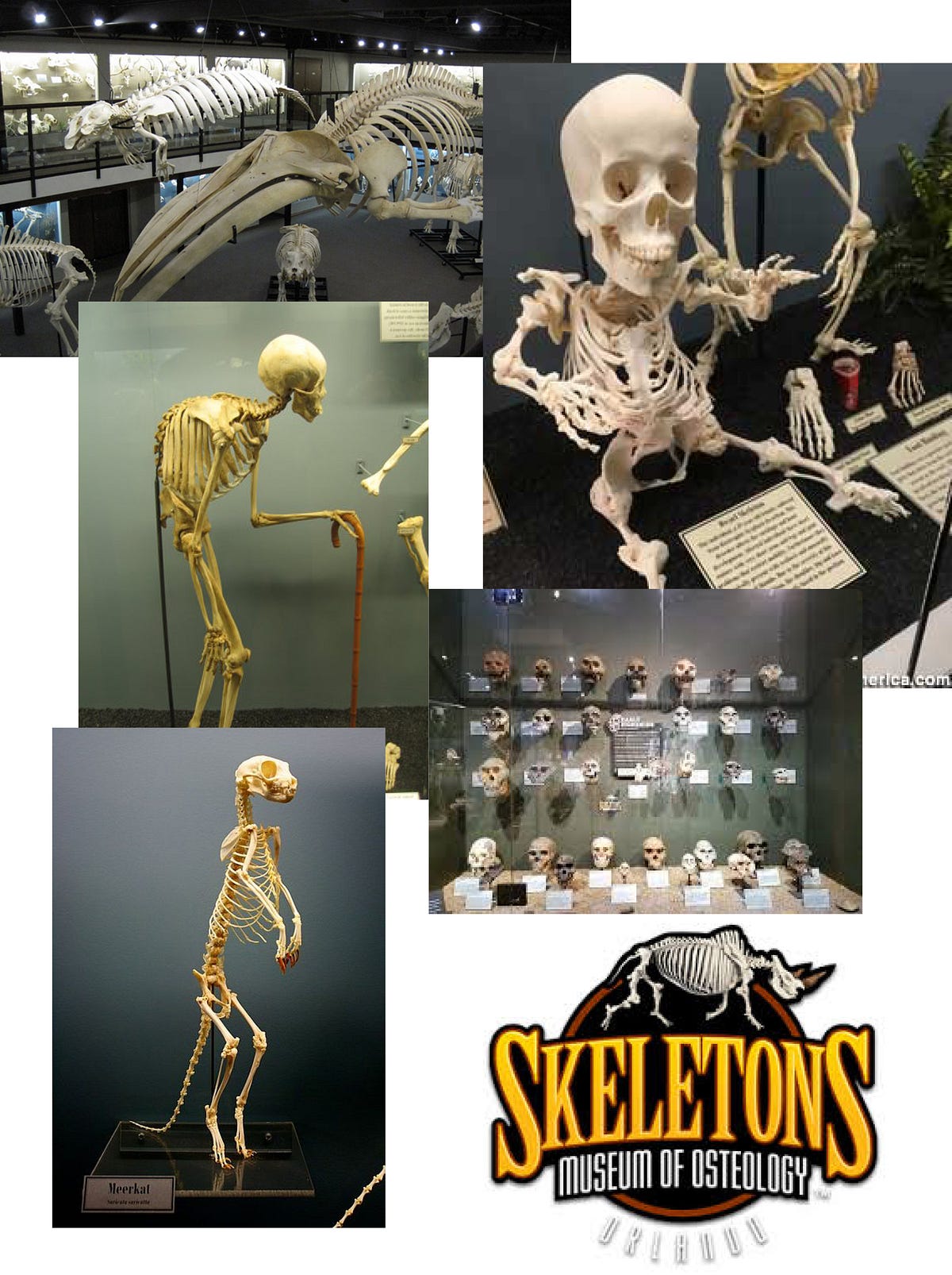 Museum Research | by Jess Hewlett | Medium