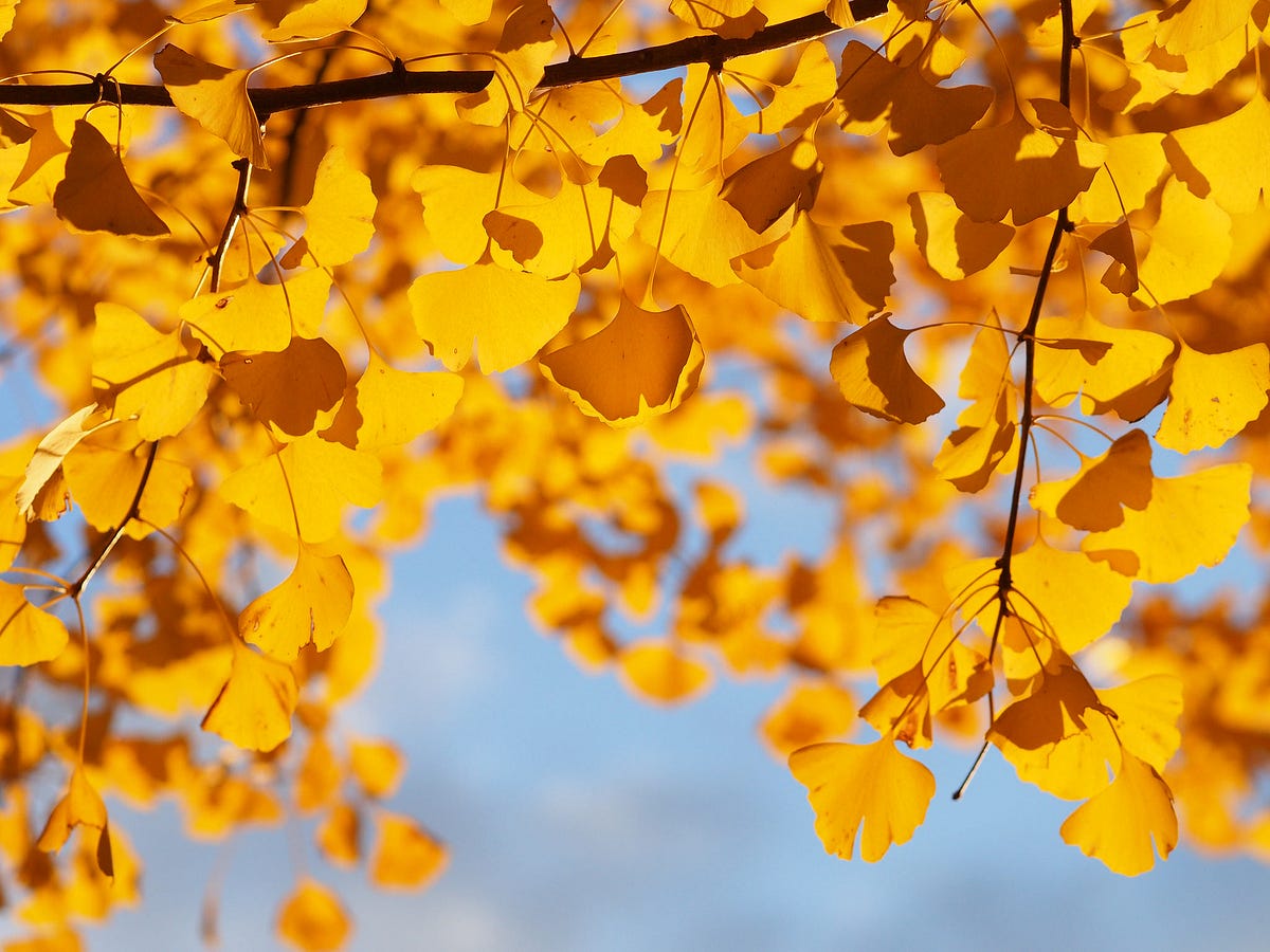 Christmas and Autumn leaves. It’s already a Christmas time but… | by ...