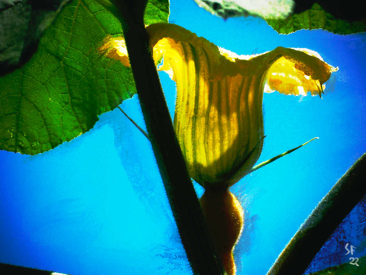 Stingaree Bay: Chapter 2. In the Summer Garden | by Dr Steve Fendt ...