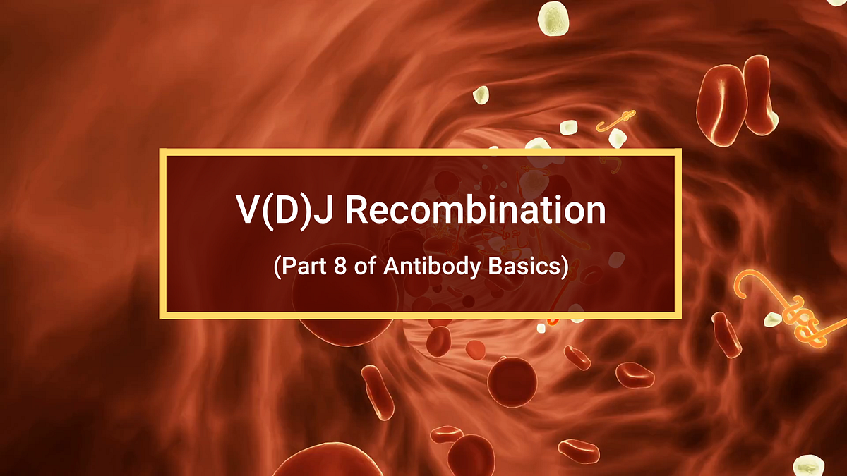 V(D)J Recombination (Part 8- Antibody Basics) | by Roohi Bansal ...