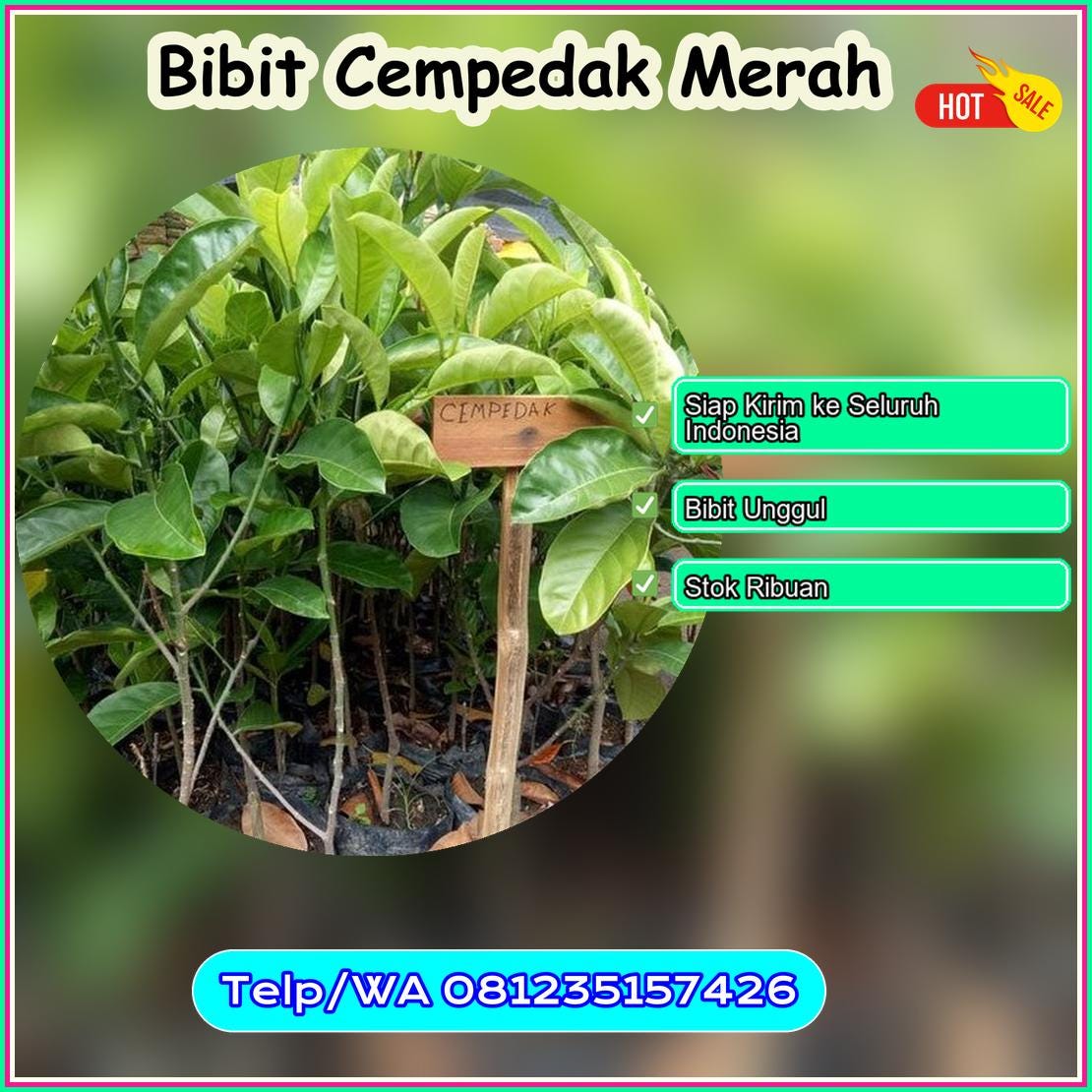 Jual Bibit Cempedak Merah Landak - Damarplantys - Medium