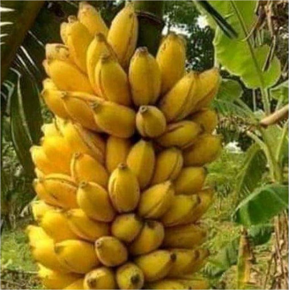 Bibit Pisang Mas Kirana Import Terlaris Super Gas Banyuwangi Terlengkap ...