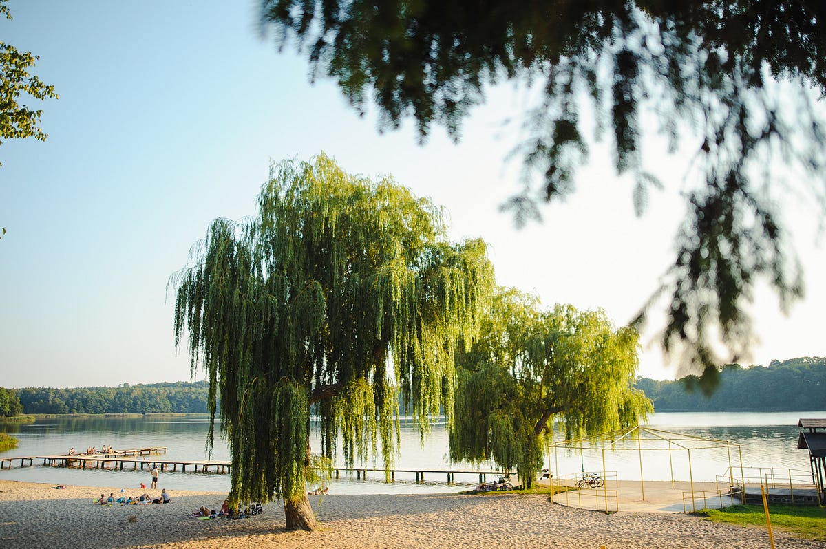 What the Weeping Willow Tree Symbolizes On a Spiritual and Human Level ...
