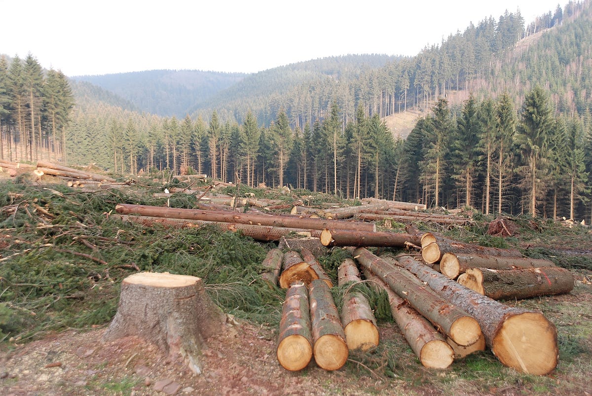 Deforestation. Deforestation, or the permanent… | by Naveed Yasin | Nov ...