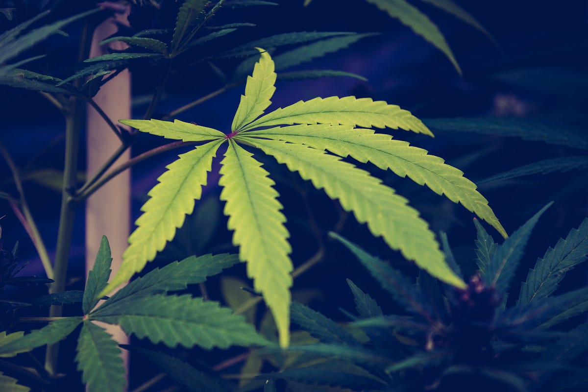 Hemp MythBusters — Can hemp ethanol replace gasoline? | by Taylor Woods ...