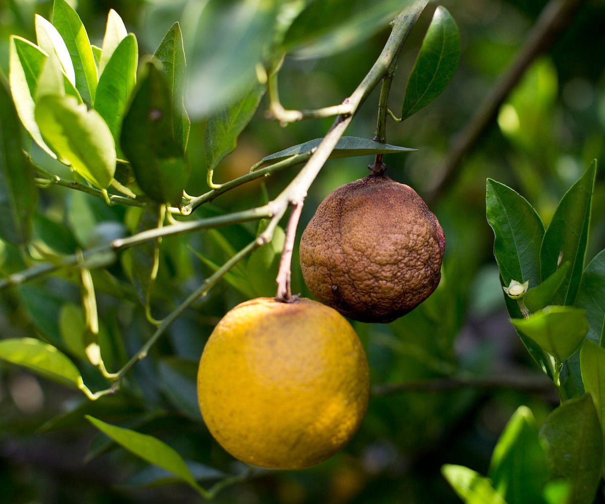 Going Green, Collapsing Citrus, & Blood Avocados | by Vikram ...