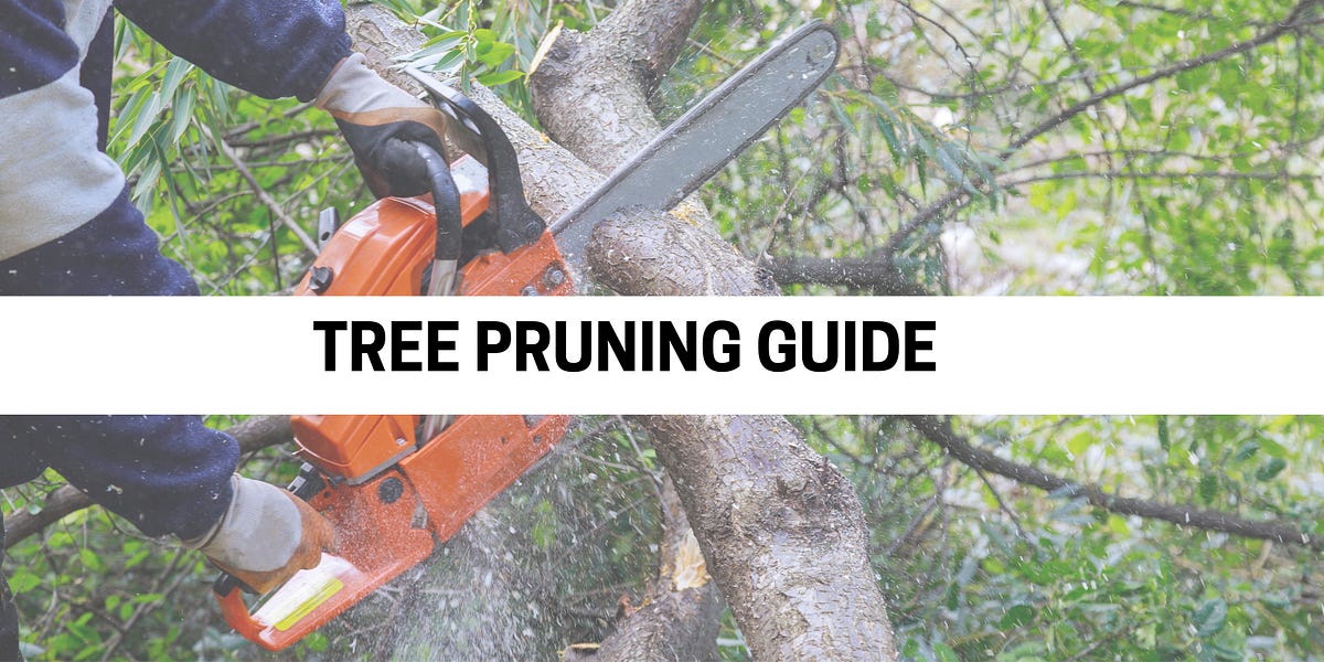 The Ultimate Guide to Tree Pruning: Tips, Techniques, and Tools | by So ...
