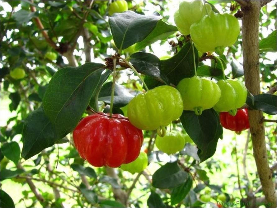 Bibit Dewandaru — Pohon Buah Garut Berkualitas | by Agro Tani Berkarya ...