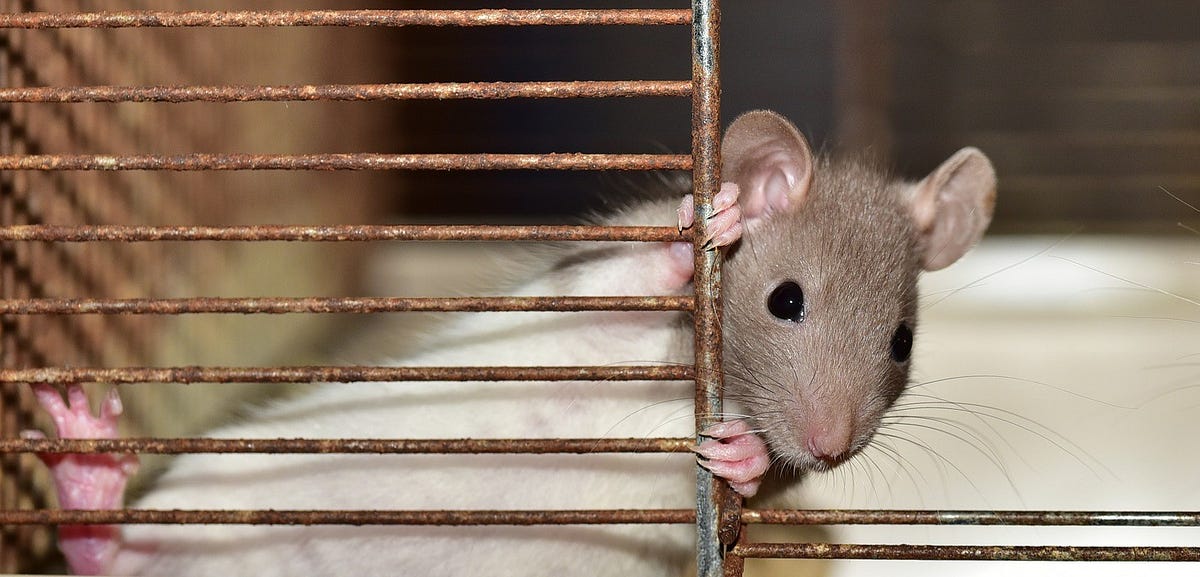 Scaled agile is broken. RAT is here to help. | by Karl N. Mark | Medium