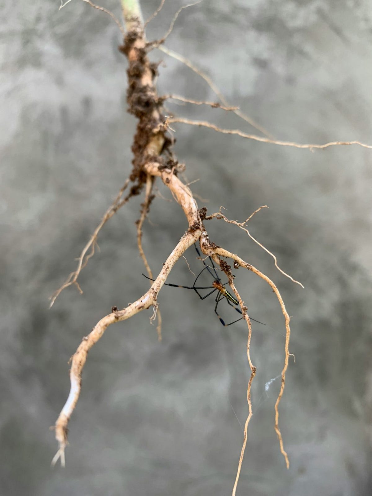 Today I planted Immersing my hands in soil Roots are taking hold ...