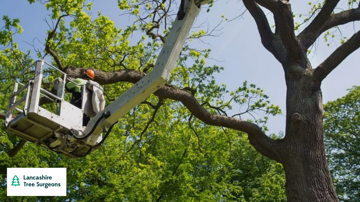 Lancashire Tree Surgeons - Lancashire Tree Surgeons - Medium