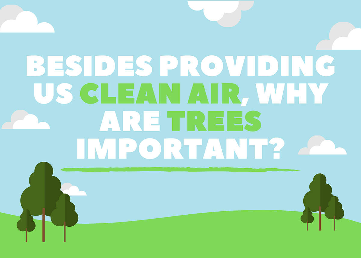 Why planting trees more important than ever 2022 and beyond | by ...