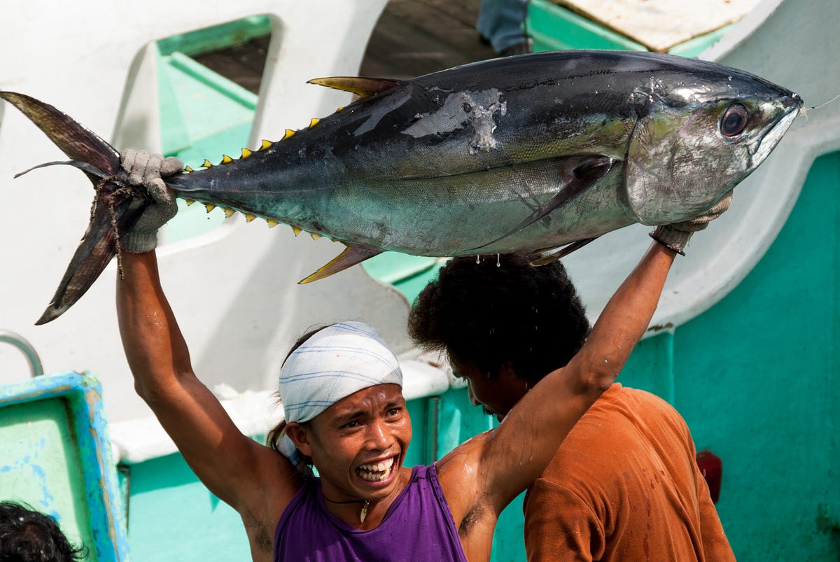 Saving Tuna & Turtles in Bali. Benoa Harbour in Bali is one of… | by ...