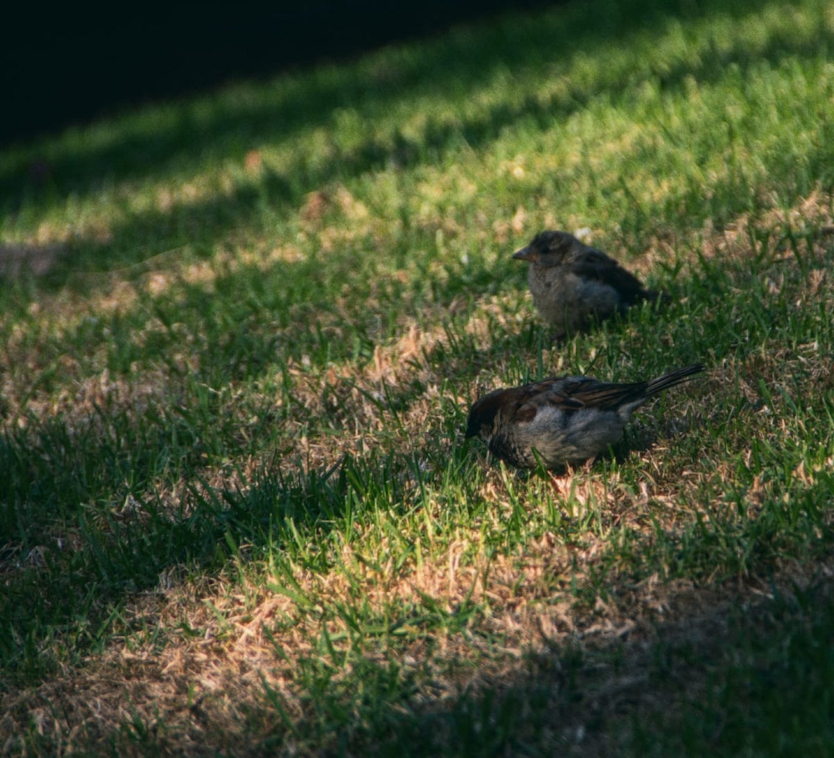 Birds In My Lawn 👐 - Reaching Hearts - Medium