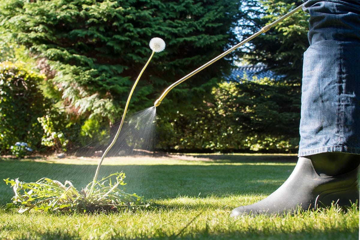 Transform Your Lawn with Professional Grass Treatment Services | by ...
