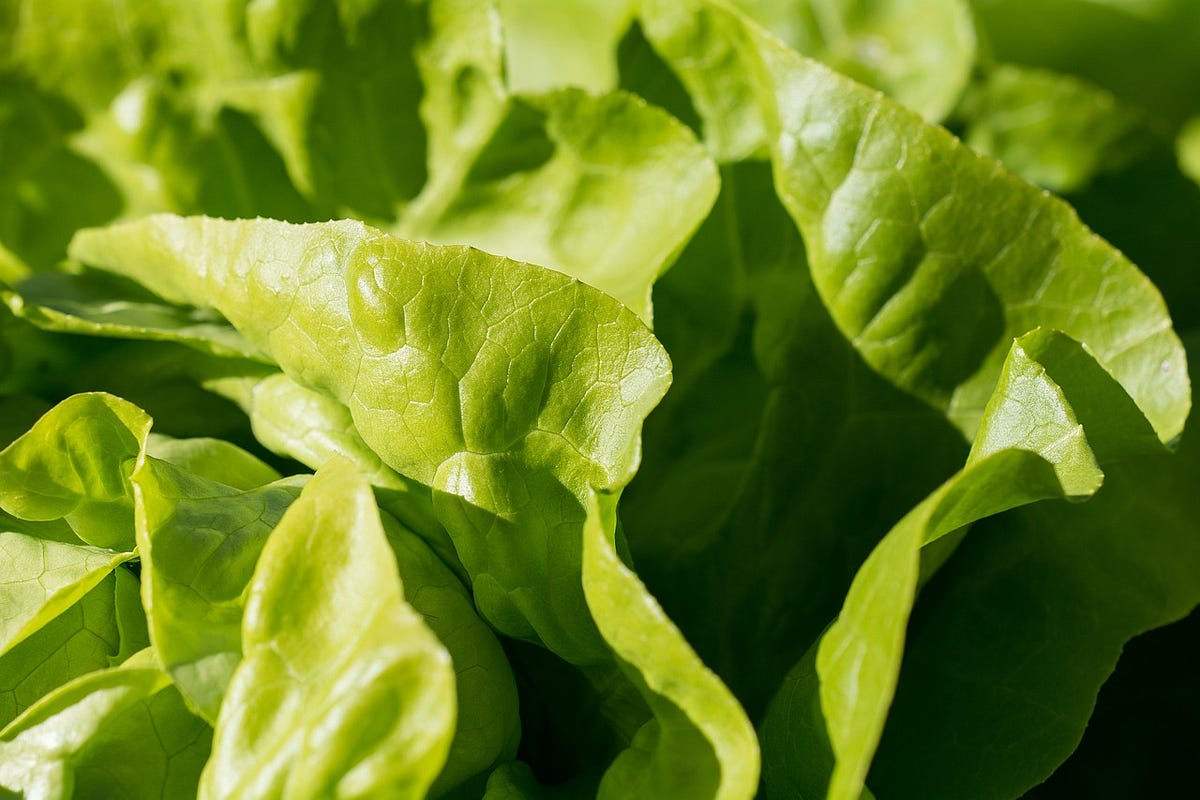 5 Important Insights from a Vertical Farming Expert | by Mark ...