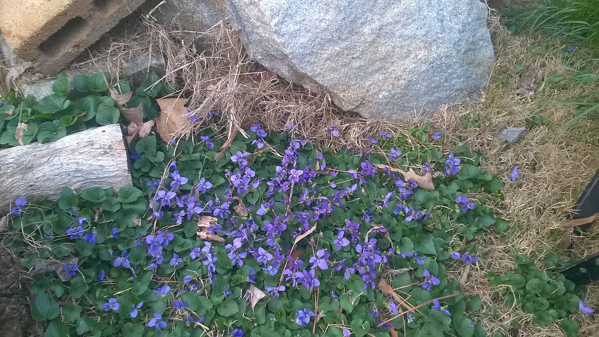 Transplanting Violets. Here in central Virginia we have… | by Roy ...