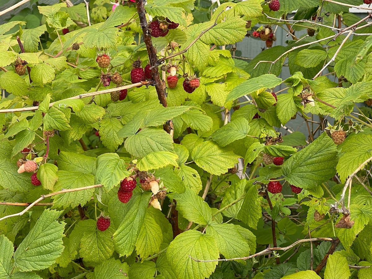 Fresh raspberries. This particular bush is a bit beat up. The berries ...