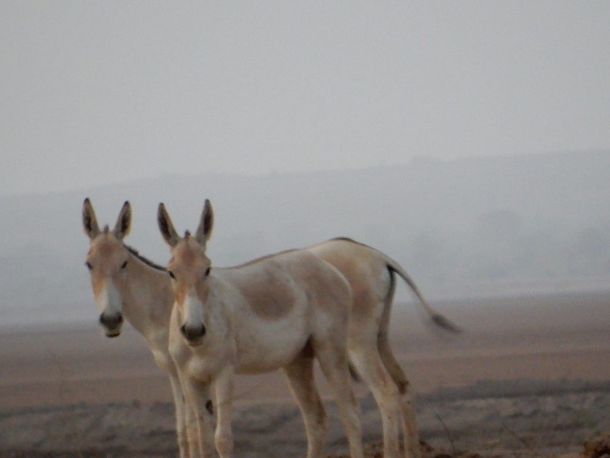 Gadhedo During my road trip through Gujarat last summer, I witnessed ...