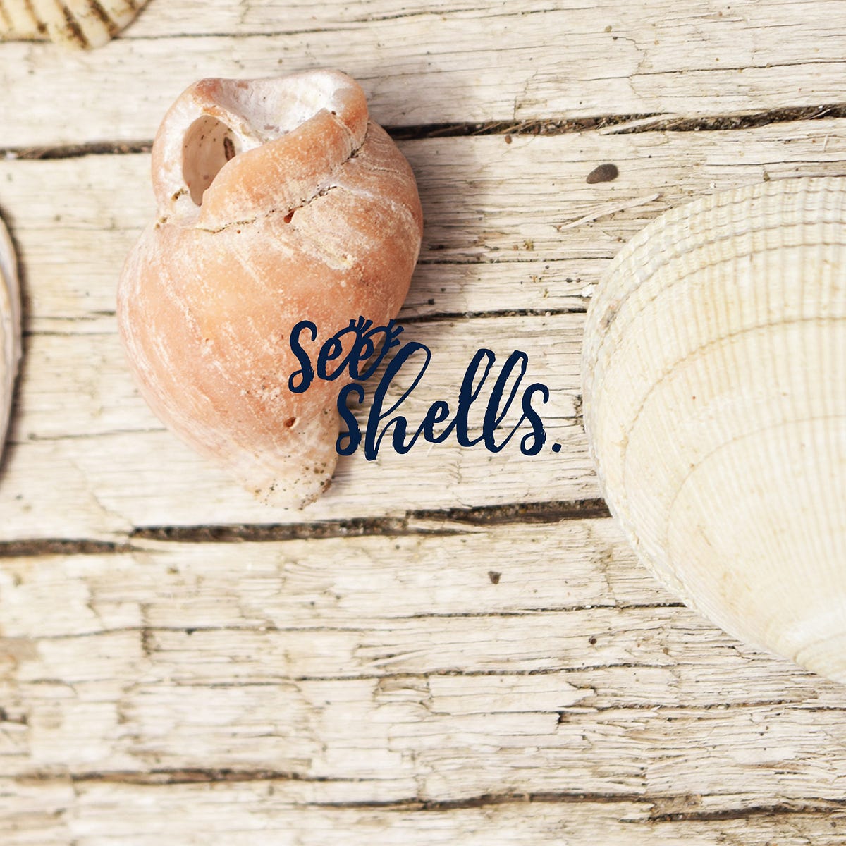 Day 151 — See Shells.. Hello! It’s Memorial day here in… | by Andra ...
