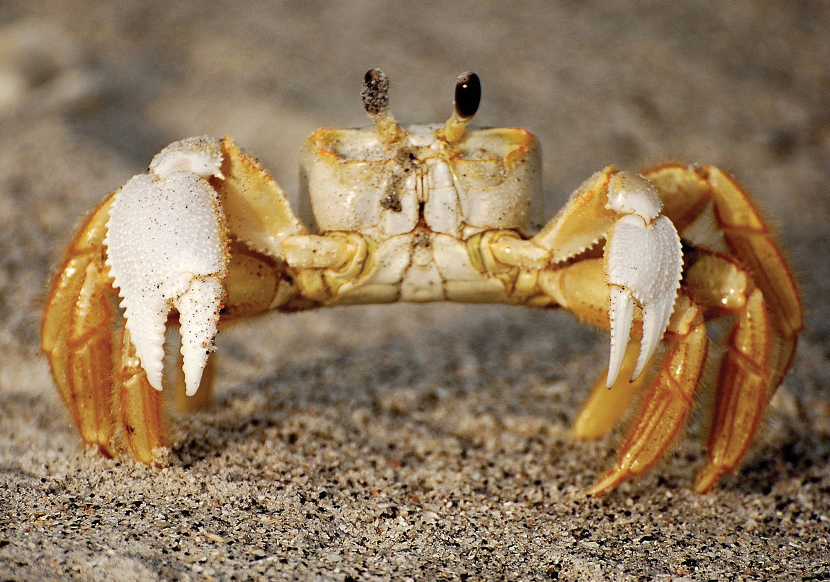 Regression with a Crab Age Dataset | by Varunchindage | Medium