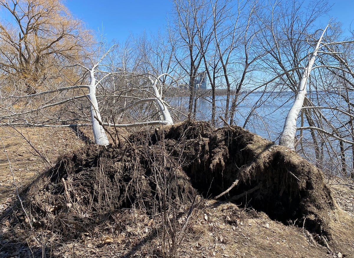 1.5 Inches of Freezing Rain Can Cause a Lot of Damage - The Daily Cuppa ...