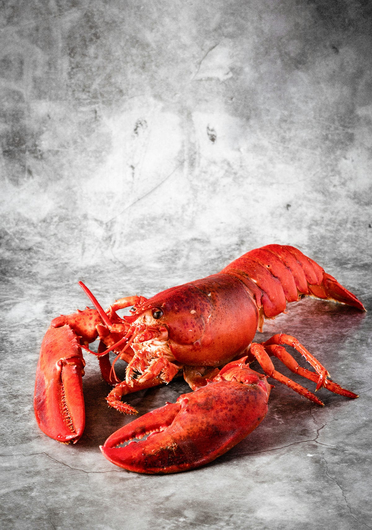 Channeling Our Inner Lobster With Jordan Peterson | by Hunter Brooks ...