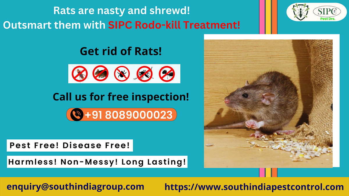 What Attracts Rodents to Your Home or Office? - South India Pest ...